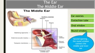 SENSE ORGANS PART 2.pptx