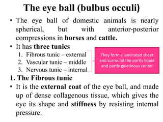 SENSE_ORGANS_physiology[1].pptx