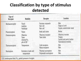 Sense receptors | PPTX