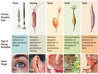 Sense receptors | PPTX