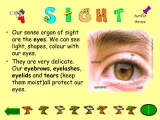 Senses | PPTX | Ear, Nose and Throat Conditions | Diseases and Conditions