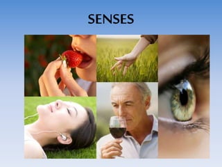 Senses | PPT