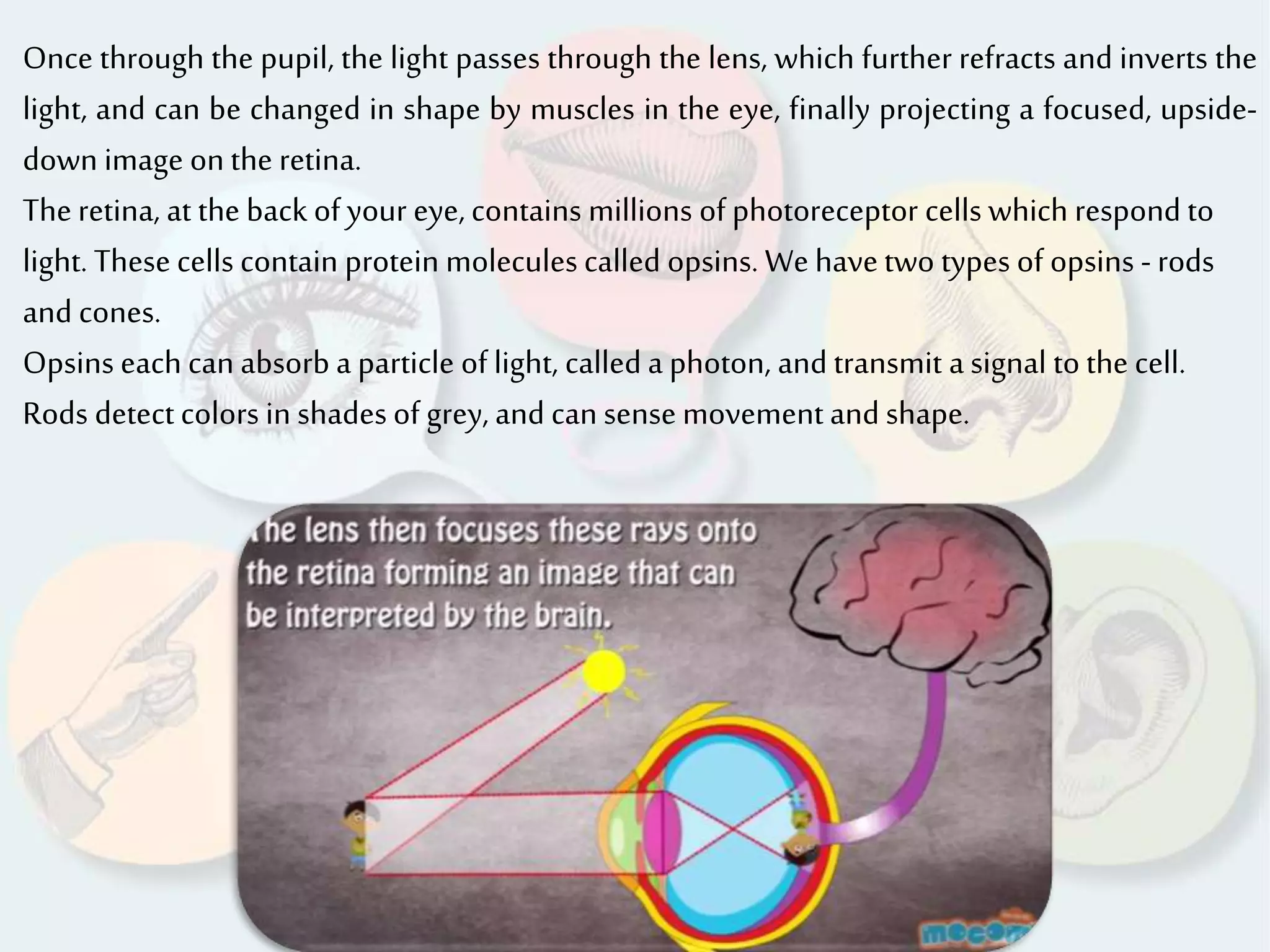 5 Senses - How our senses work | PPTX