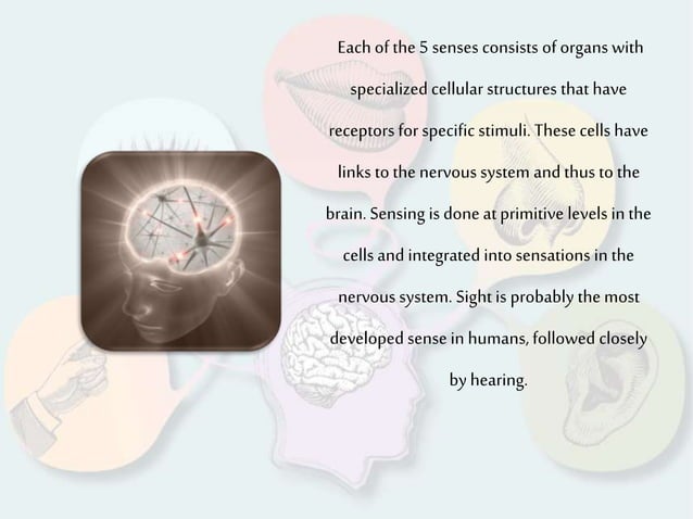 5 Senses - How our senses work | PPTX