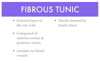 Senses anatomy project | KEY