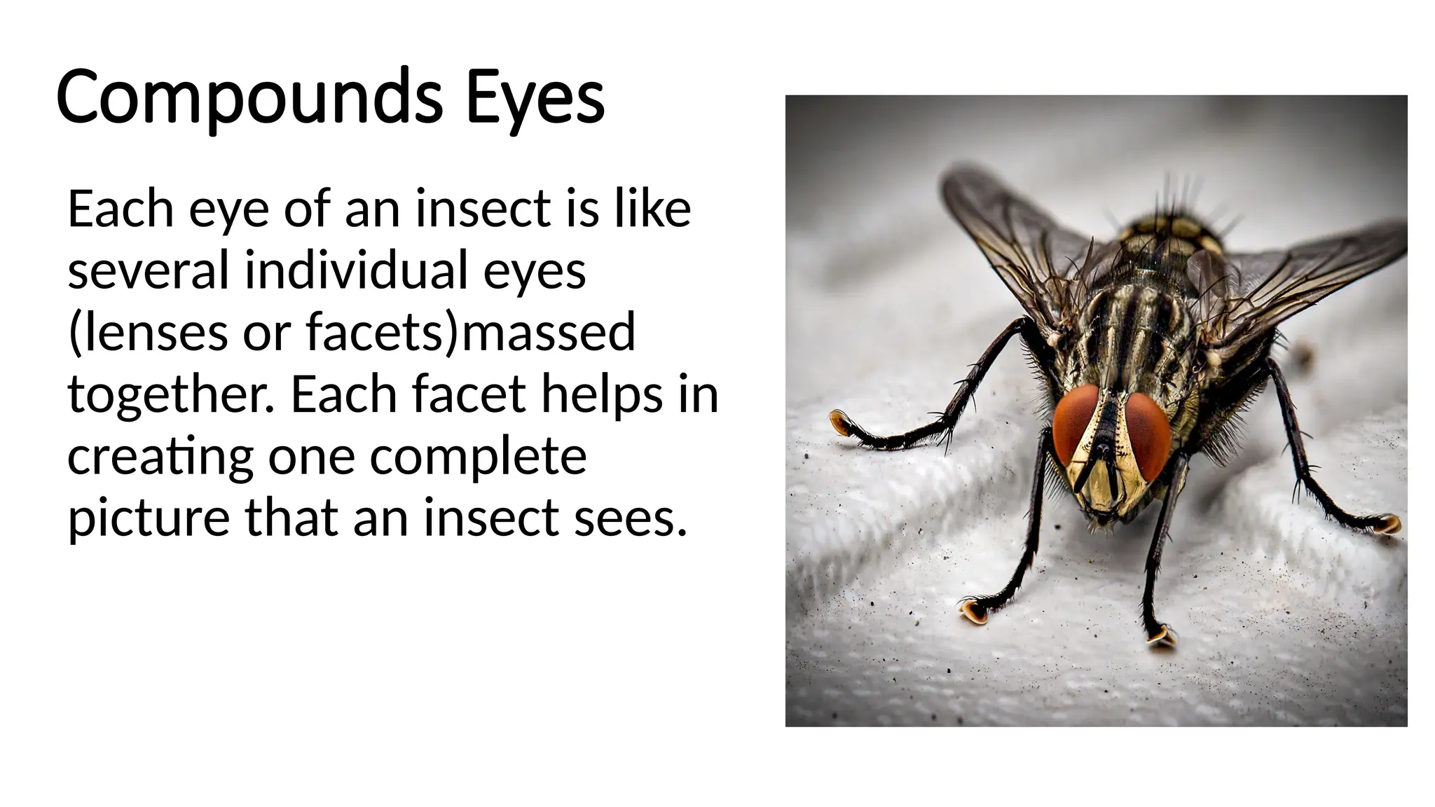 A power point presentation about senses in animals.pptx