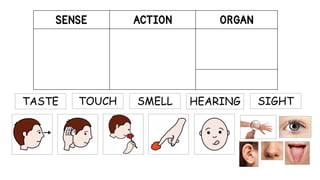 Senses interactive notebook | PDF