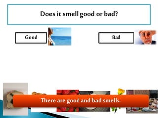 Senses smell good bad | PPTX