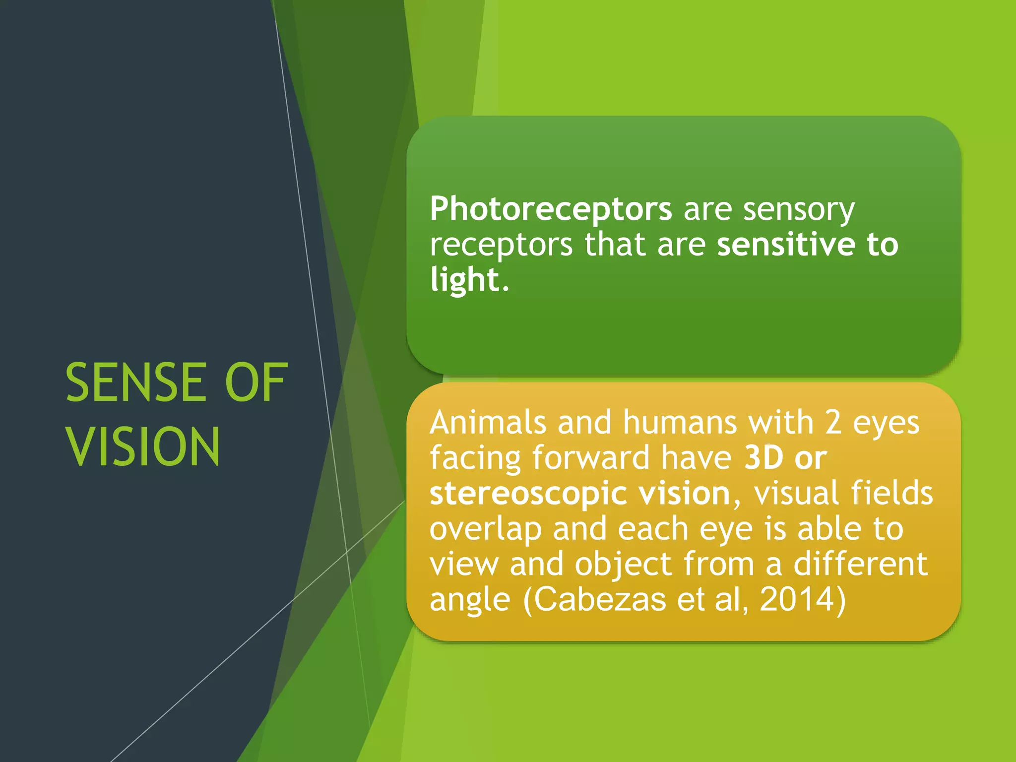 sense vision.pptx