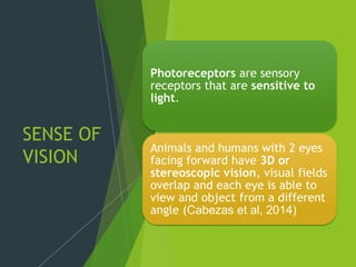sense vision.pptx