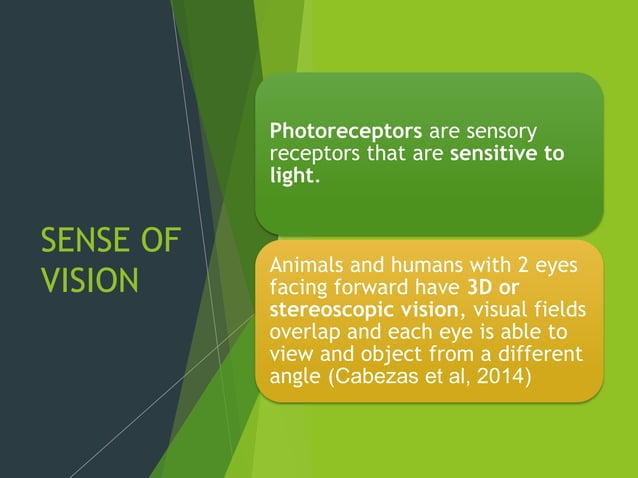 sense vision.pptx