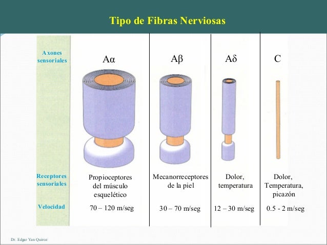 Sensibilidad-fisiología