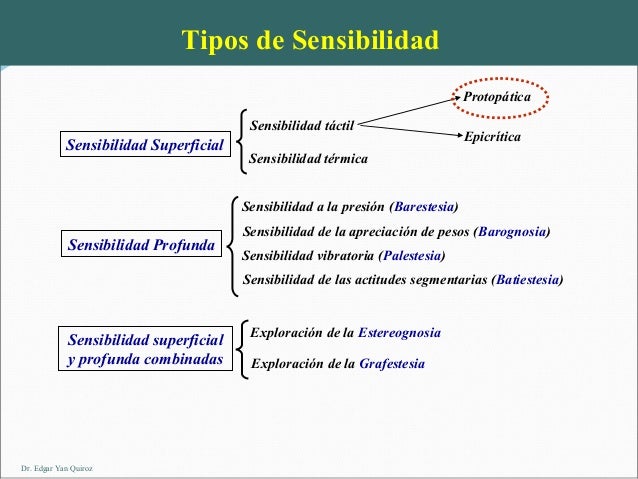 Sensibilidad-fisiología