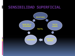 exploracion de la Sensibilidad | PPTX