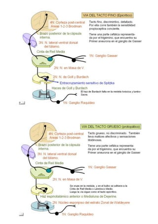 Sensibilidad epicrítica y protopatica del cuerpo.docx