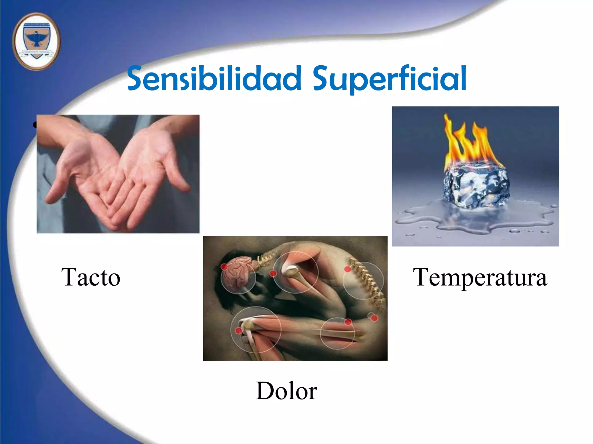 Sensibilidad y corpusculos