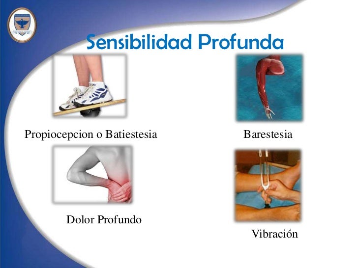 Sensibilidad y corpusculos