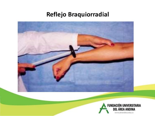 Sensibilidad y reflejos