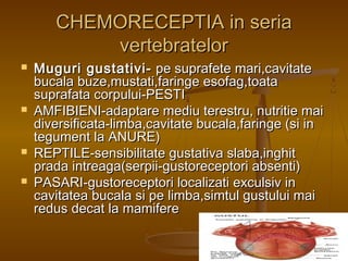 Sensibilitatea somestezica-la-vertebrate | PPT