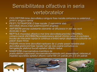 Sensibilitatea somestezica-la-vertebrate | PPT
