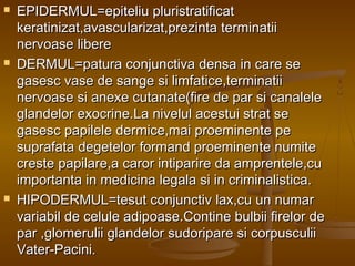 Sensibilitatea somestezica-la-vertebrate | PPT