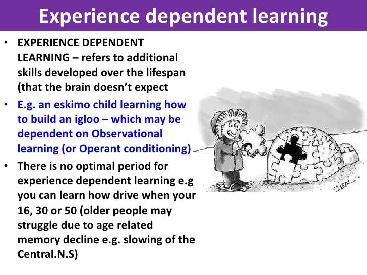 Vce U4 Psychology Brain Mechanisms Involved In Learning