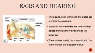 UNIT 2 Sensitivity | PPT