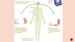 UNIT 2 Sensitivity | PPT