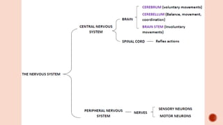 UNIT 2 Sensitivity | PPT