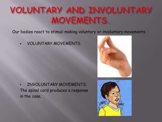 Sensitivity and Coordination by Alfredo | PPT