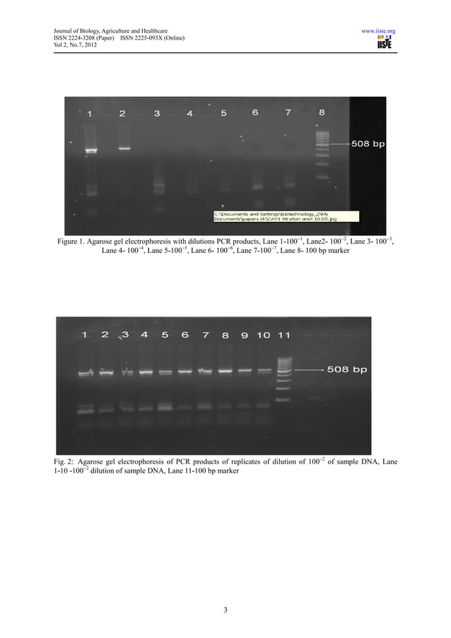 Sensitivity assay of polymerase chain reaction for detection of canine ...