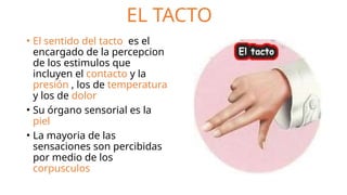 SENSORES DE LA PIEL y su importancia en la piel.pptx