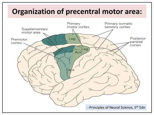 Sensory motor processing in planning and execution of movement | PPTX