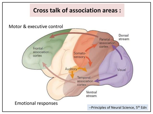 Sensory motor processing in planning and execution of movement | PPTX