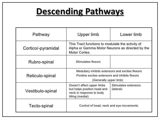 Sensory motor processing in planning and execution of movement | PPTX