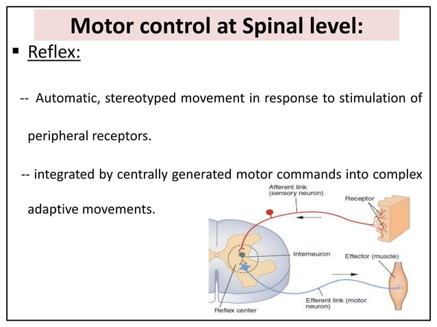 Sensory motor processing in planning and execution of movement | PPTX
