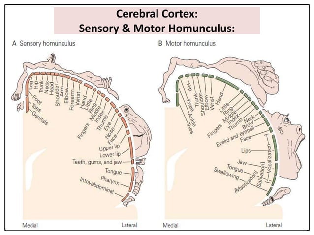 Sensory motor processing in planning and execution of movement | PPT