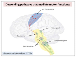 Sensory Motor Function