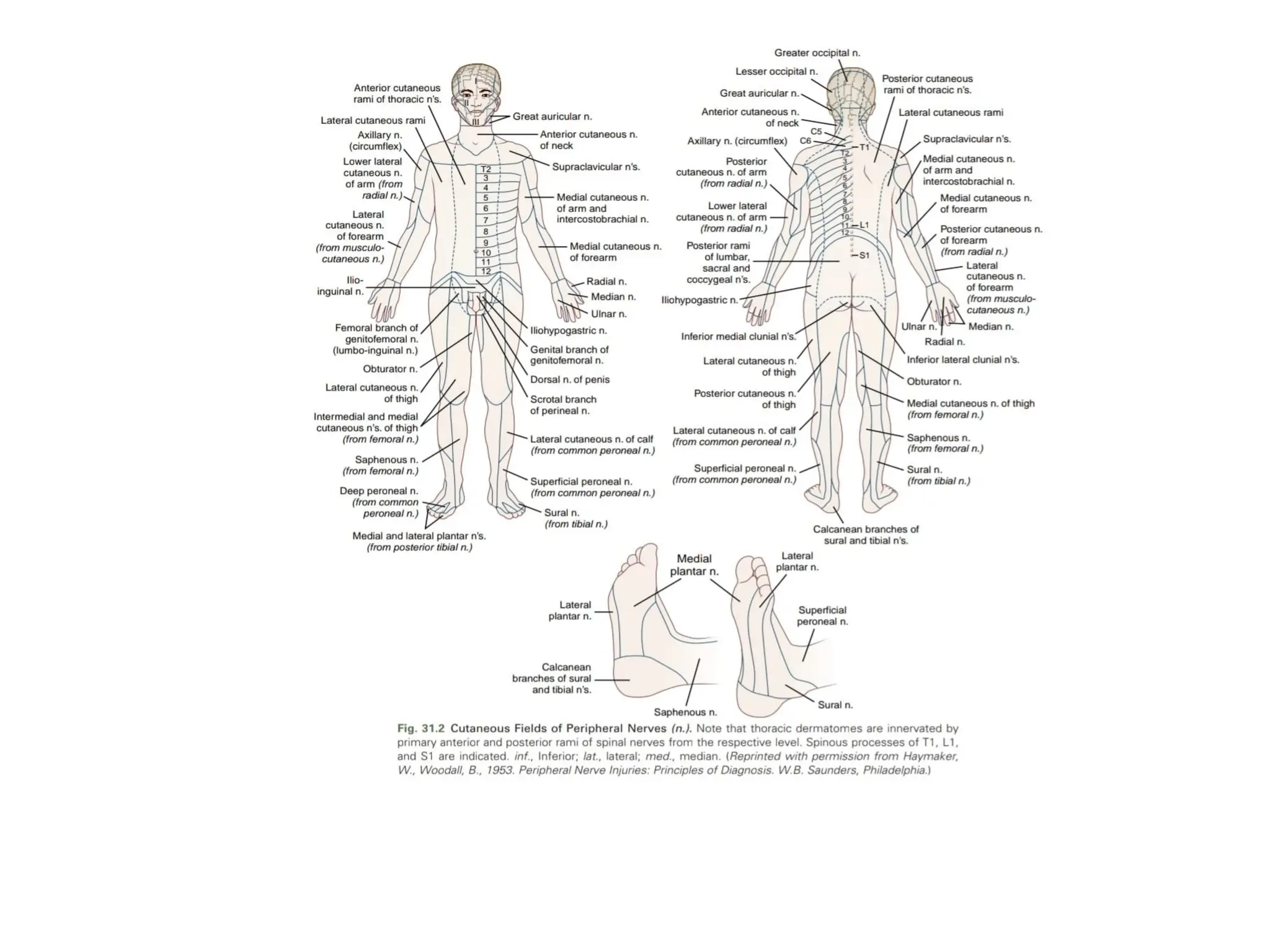 SENSORY ABNORMALITIES in diagnosis of neurological diseases | PPTX