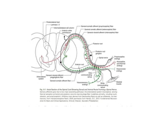 SENSORY ABNORMALITIES in diagnosis of neurological diseases | PPT