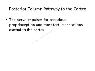 Sensory and motor pathways | PPT