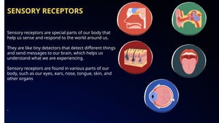 sensory and motor function of Nervous system.pptx