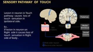 sensory and motor function of Nervous system.pptx