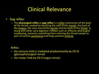Sensory and motor innervation of upper airway | PPTX