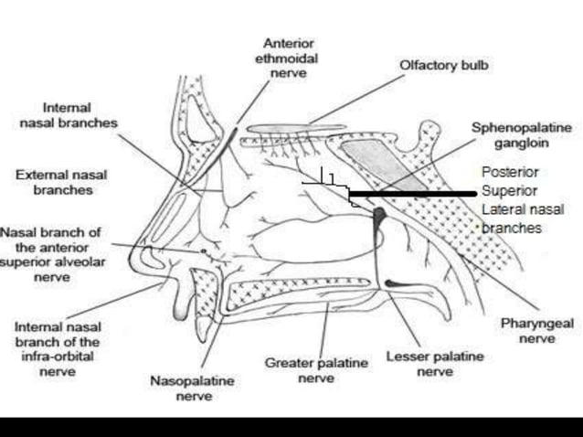 Sensory and motor innervation of upper airway