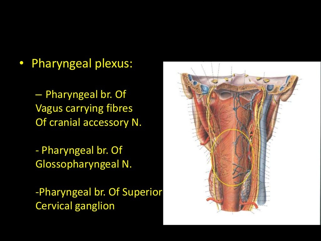 Sensory and motor innervation of upper airway