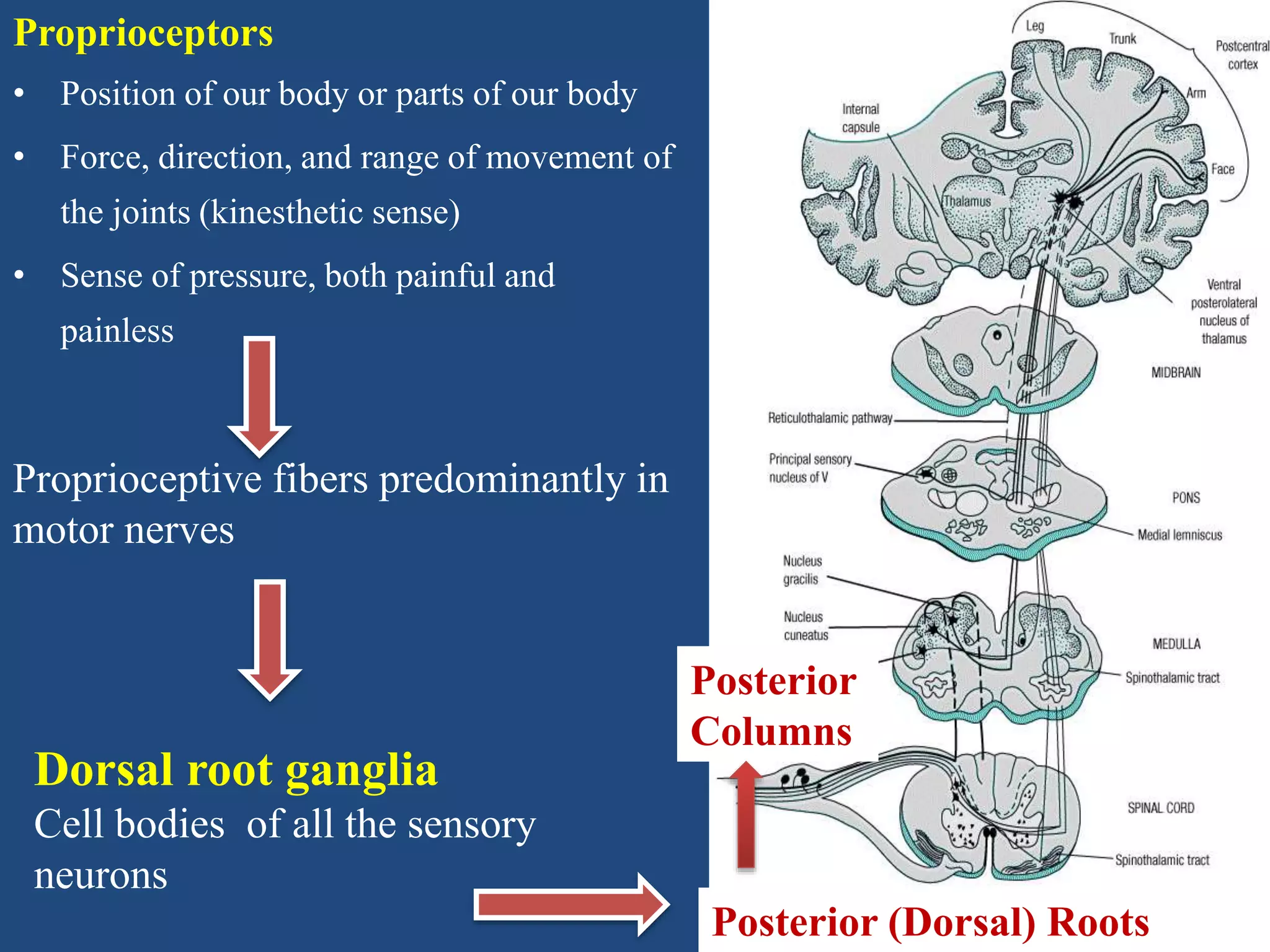 Sensory ataxia | PPTX