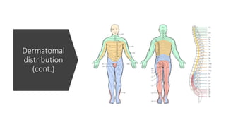 Sensory, coordination & gait Examination for Undergrad | PPTX