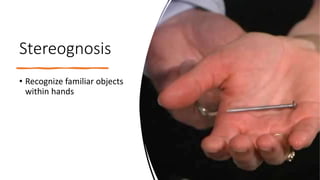 Sensory, coordination & gait Examination for Undergrad | PPTX