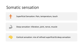 Sensory, coordination & gait Examination for Undergrad | PPTX